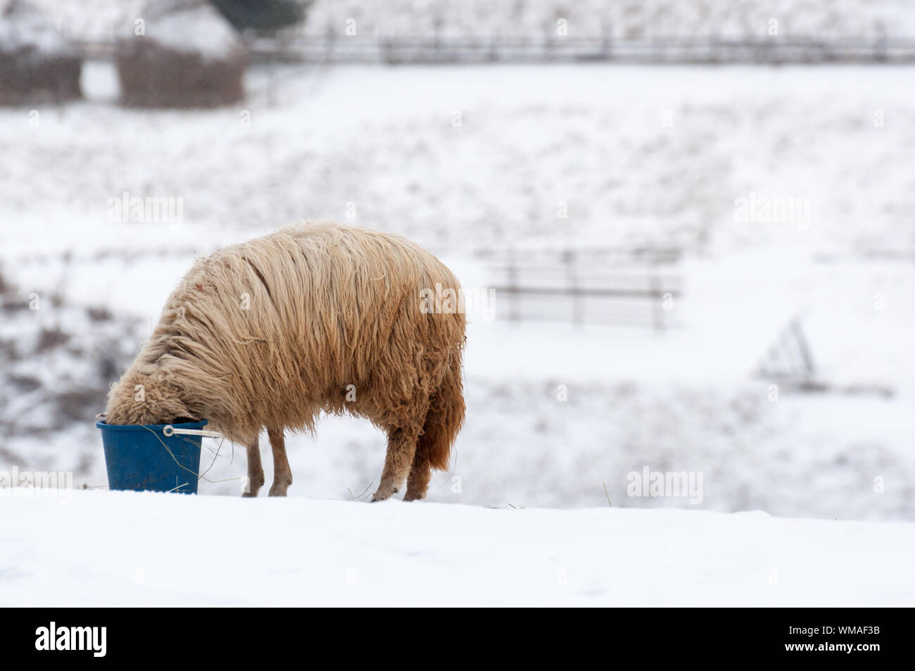 Bucket with snow hi-res stock photography and images - Alamy
