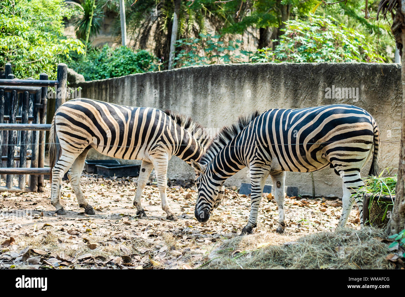 two Zebra in the zoo. In the park in nature. Zoo animals concept ...