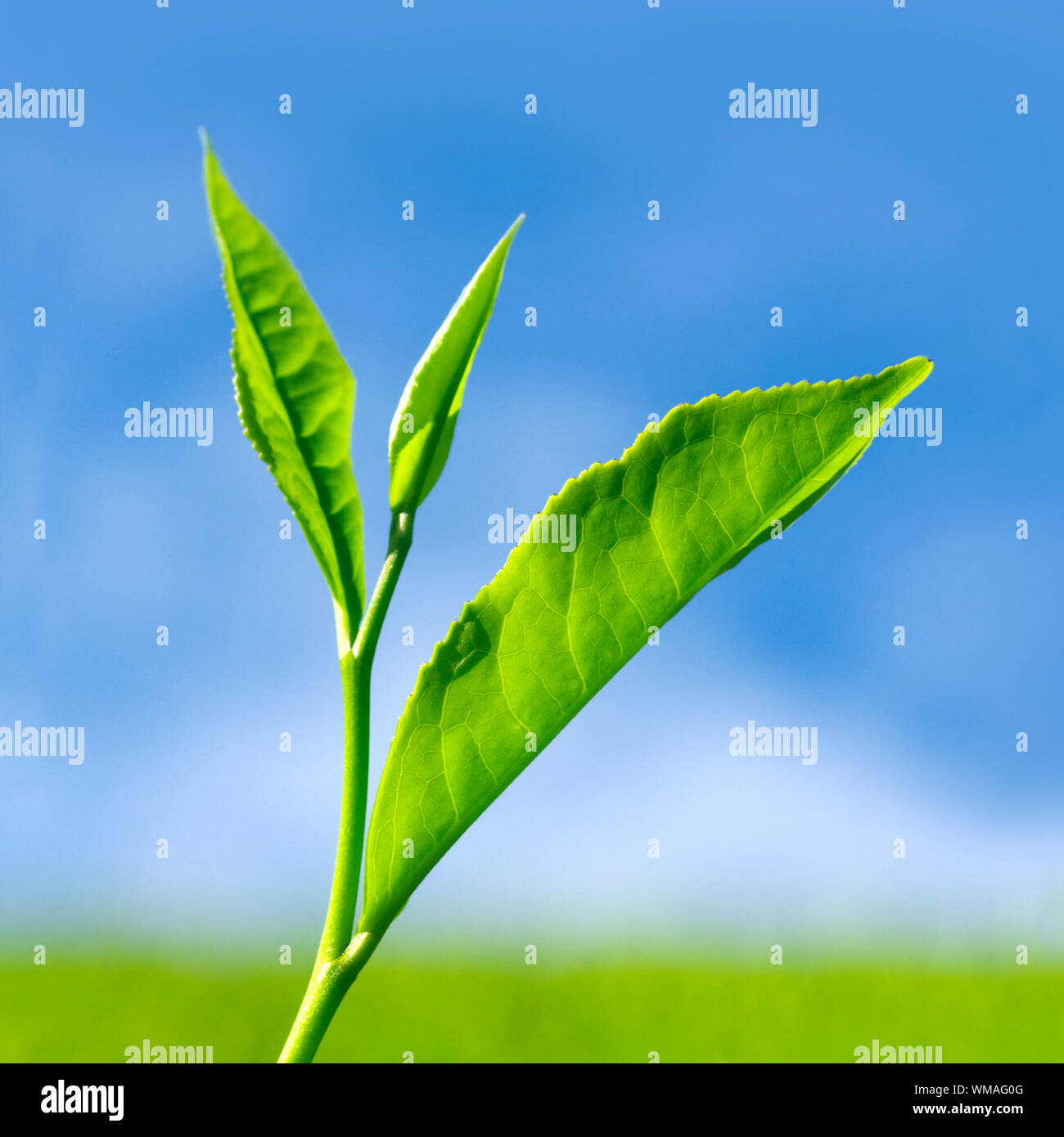 Close up tea leaves with morning sunlight Stock Photo - Alamy