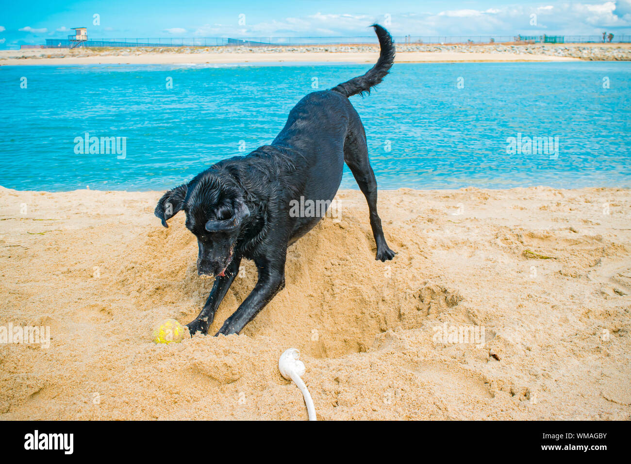 Dog Digging Sand On Beach High Resolution Stock Photography and Images ...