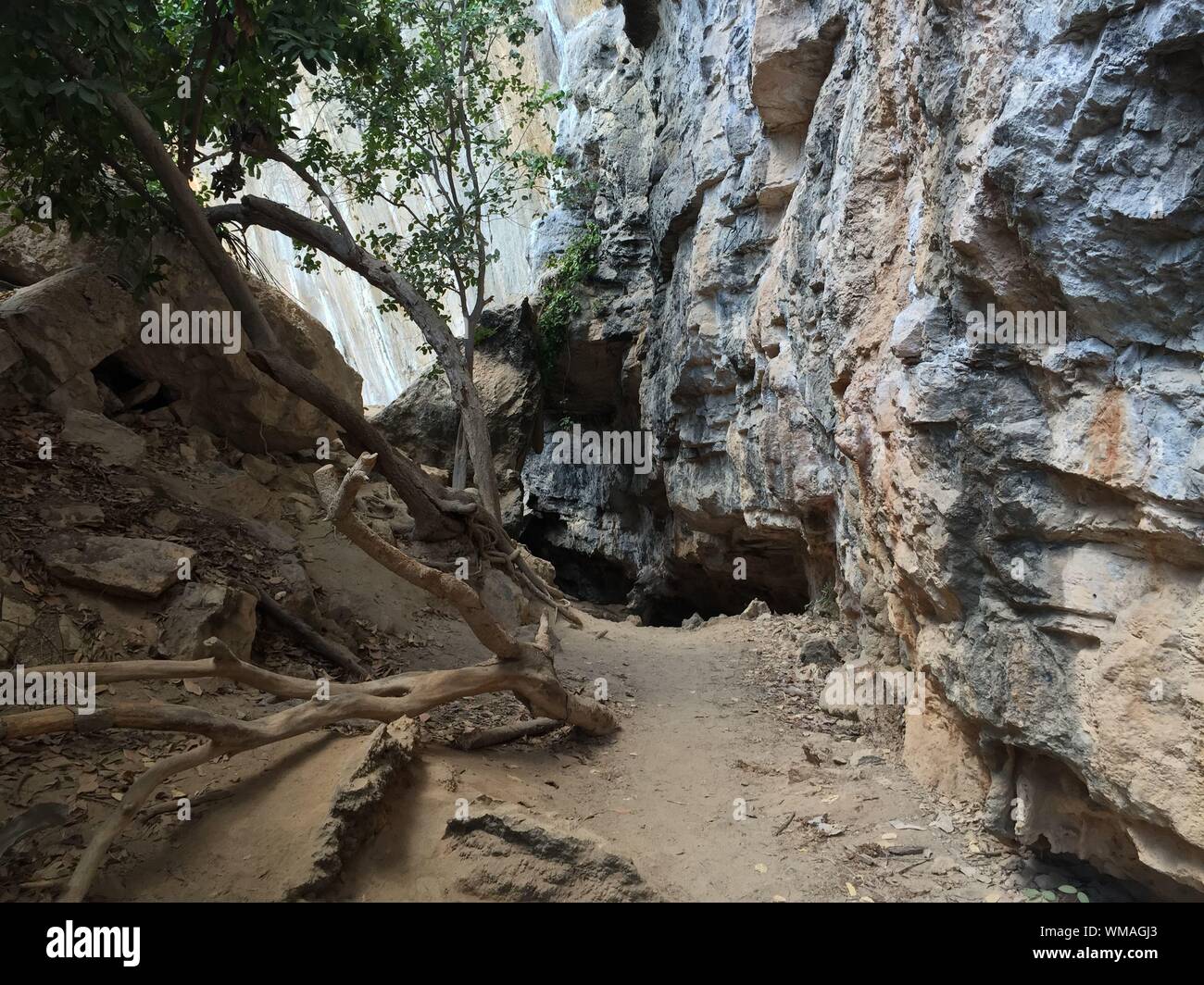 Rock with tree growing hi-res stock photography and images - Alamy