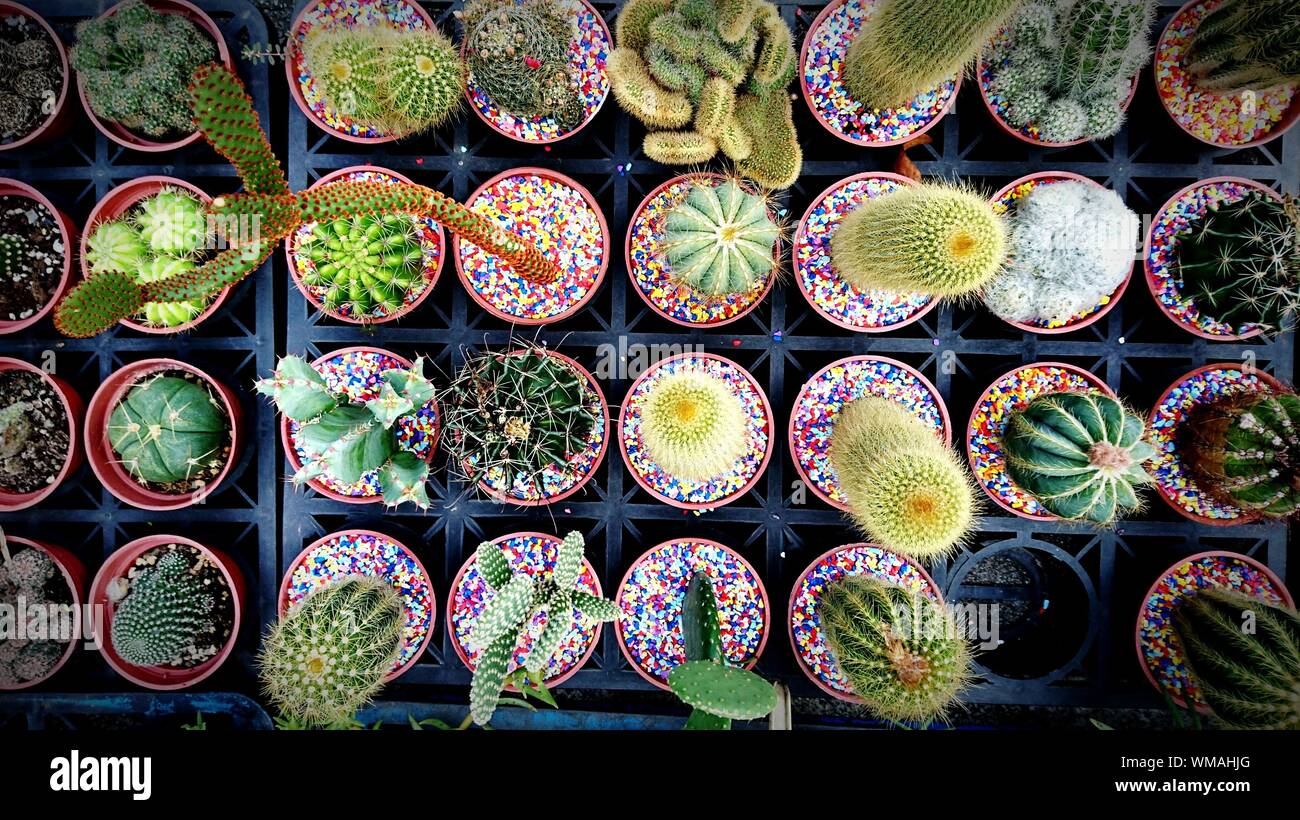 Arrangement of cacti hi-res stock photography and images - Alamy