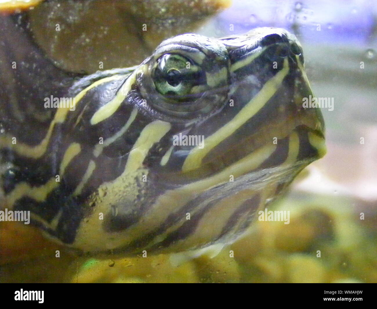 Sea water turtle tank hi-res stock photography and images - Alamy