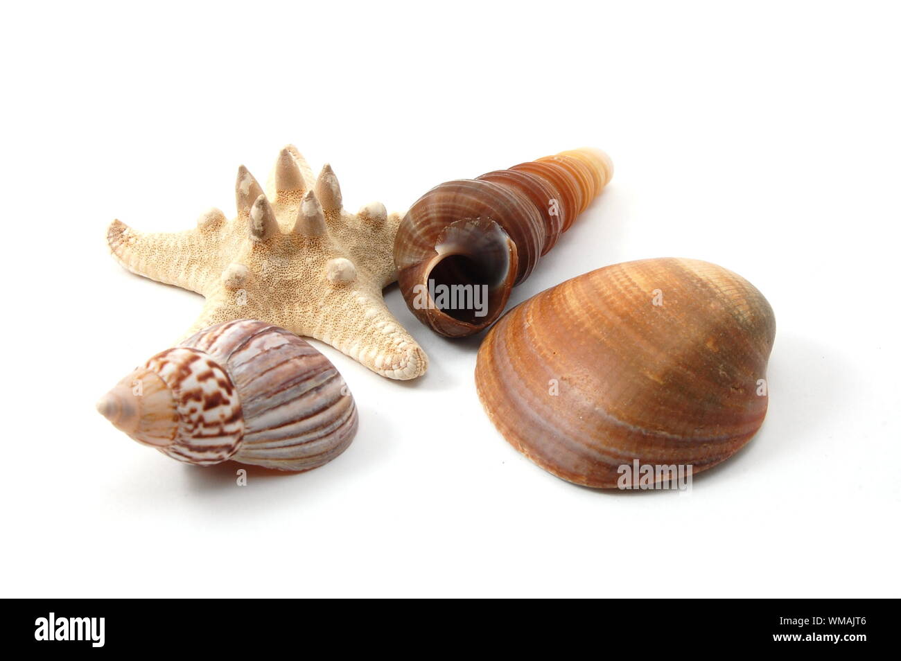 Some shells from the ocean isolated on white background Stock Photo - Alamy