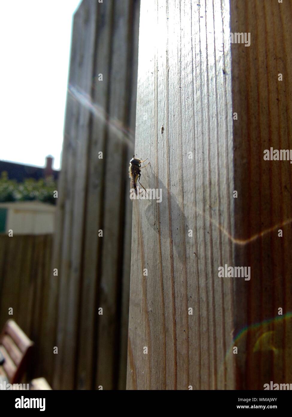 Insect architecture hi-res stock photography and images - Alamy