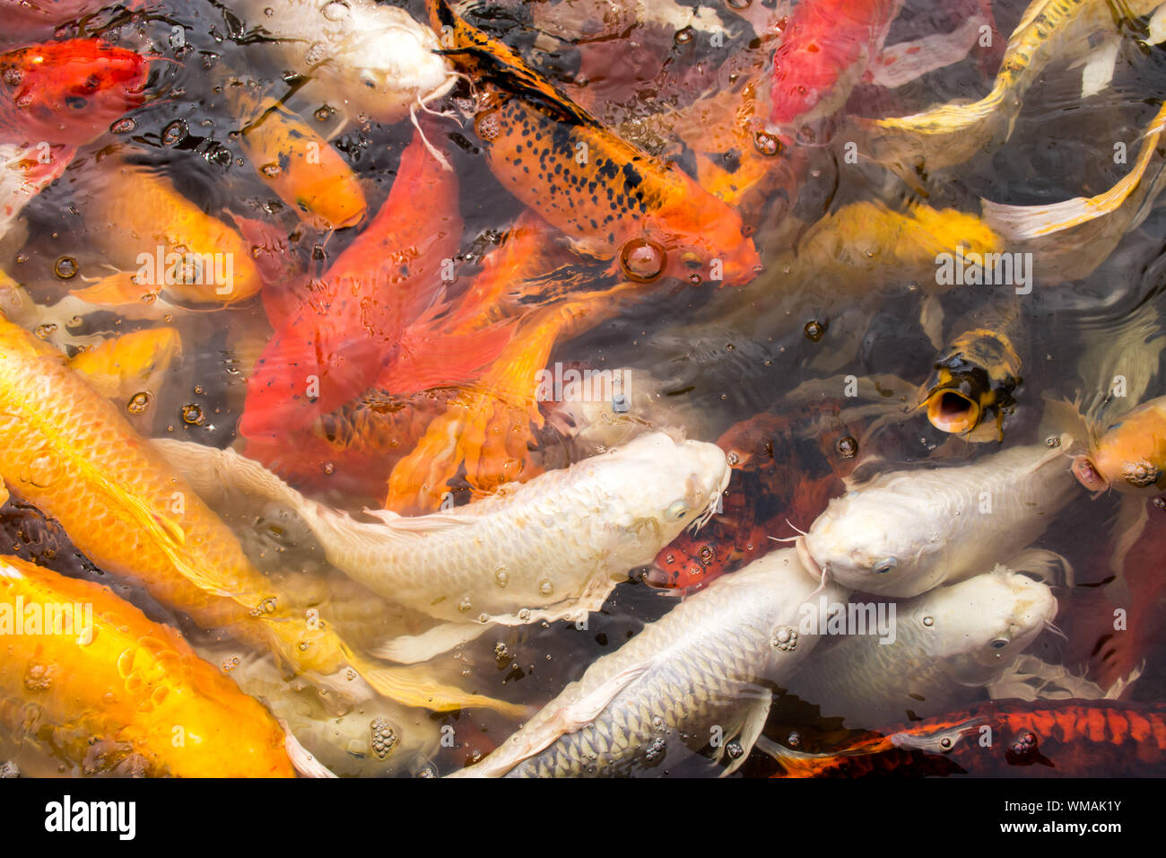 Koi Carp Water High Resolution Stock Photography and Images - Alamy
