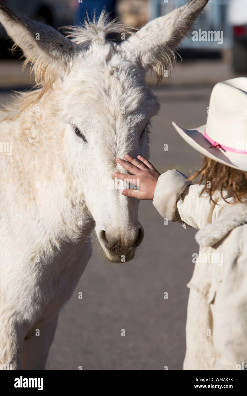 White Baby Burro with young girl in Oatman Arizona USA Stock Photo - Alamy