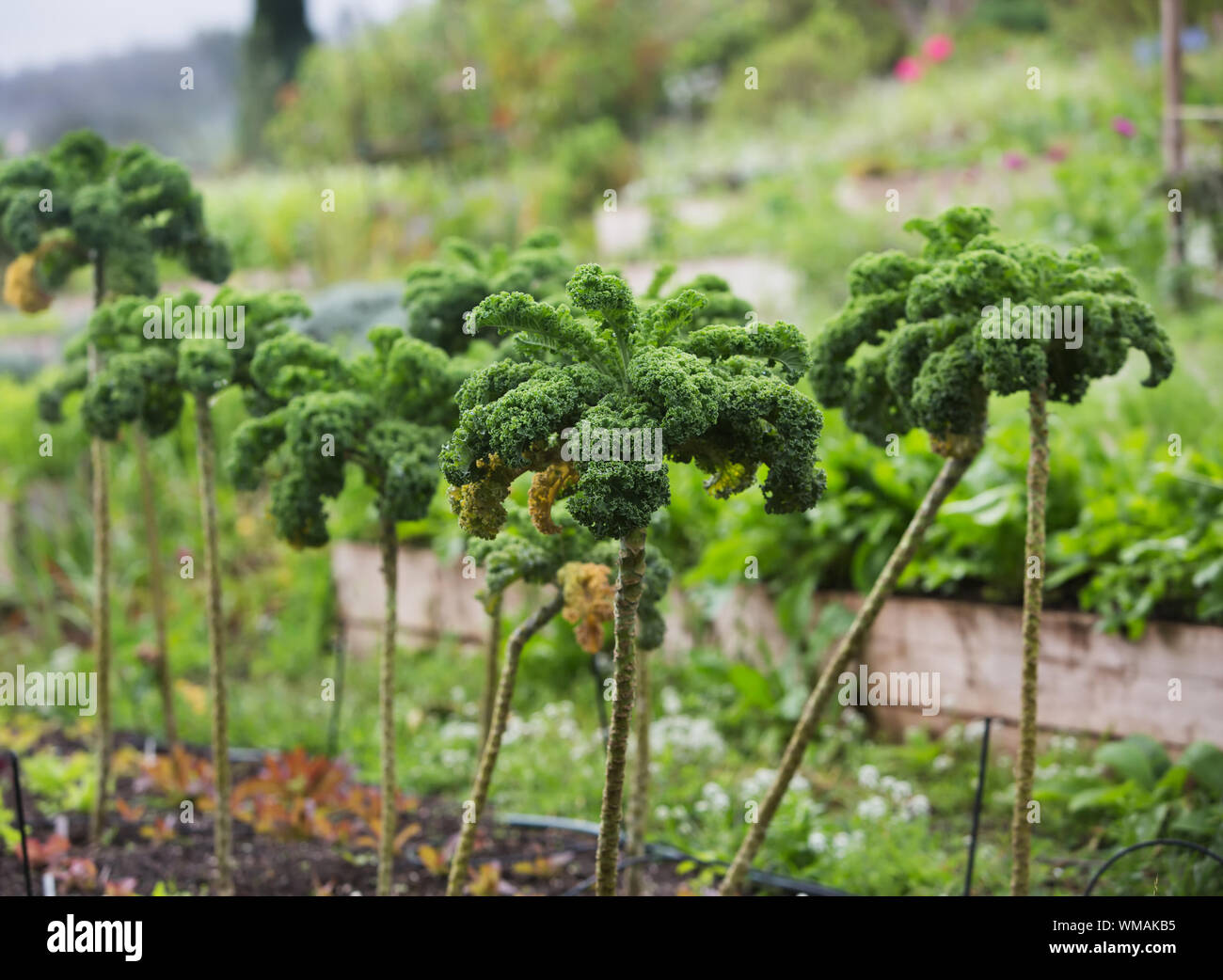 Crop of kale vegetable plants growing in garden Stock Photo - Alamy