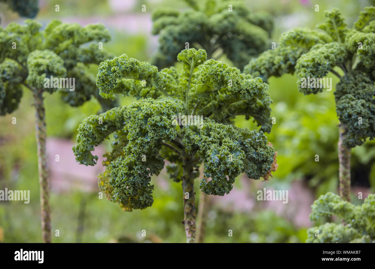 Close up of tall kale plants in a Maui garden Stock Photo - Alamy