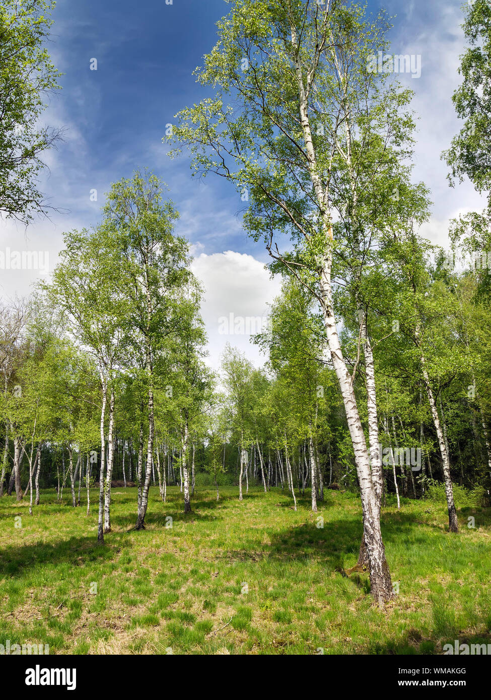 Birch forest russia hi-res stock photography and images - Alamy