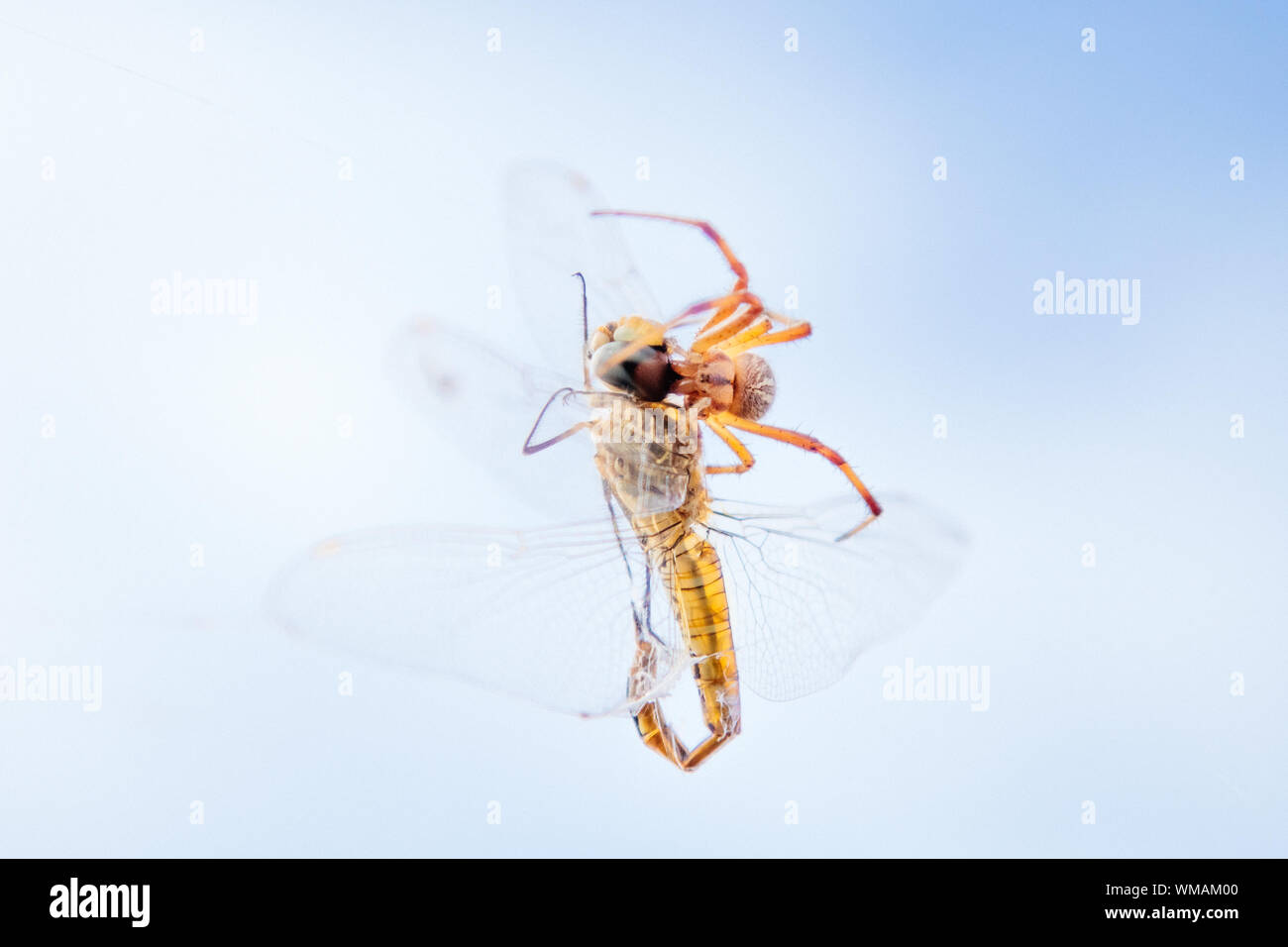 Spider sky hi-res stock photography and images - Alamy