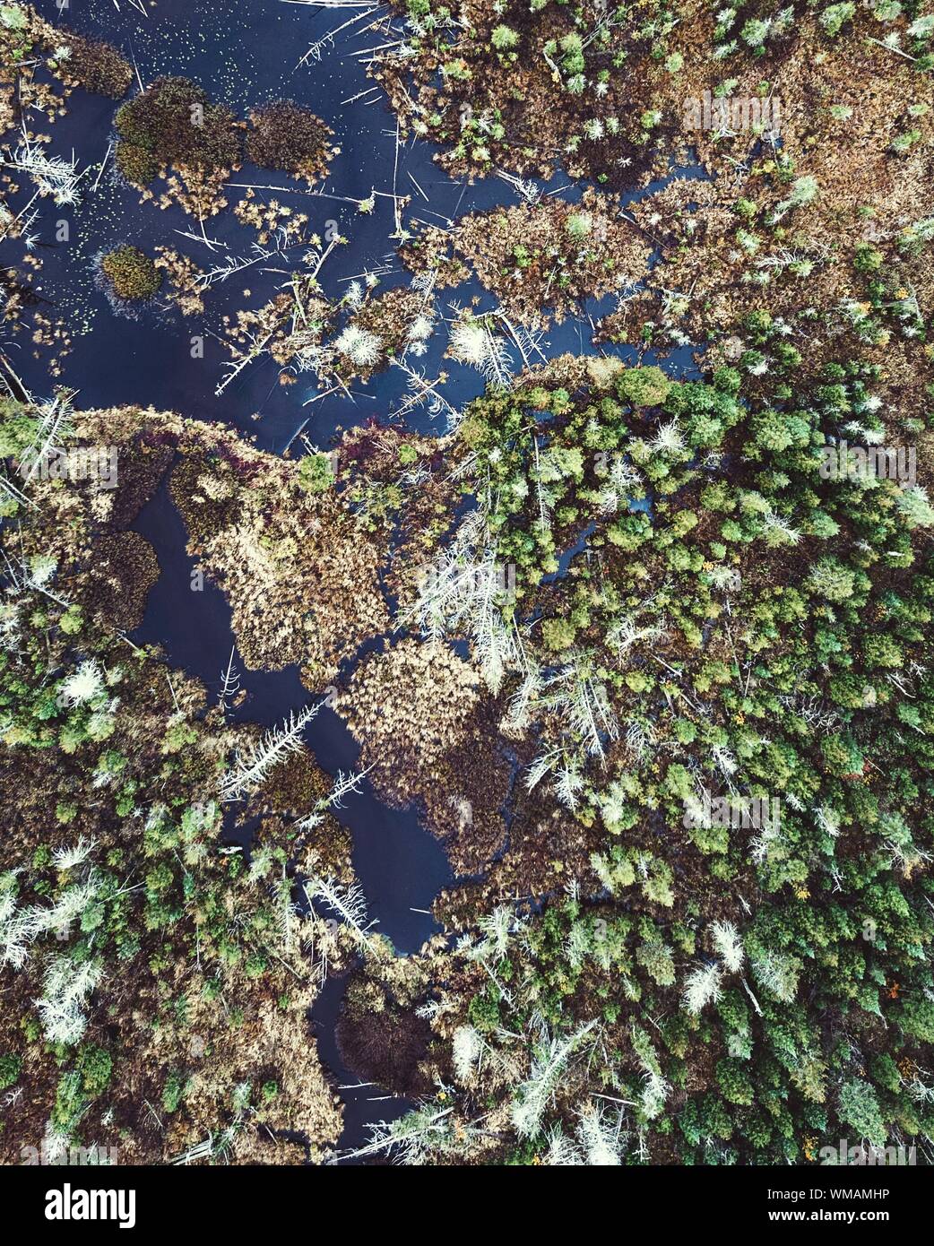 Overhead forest hi-res stock photography and images - Alamy