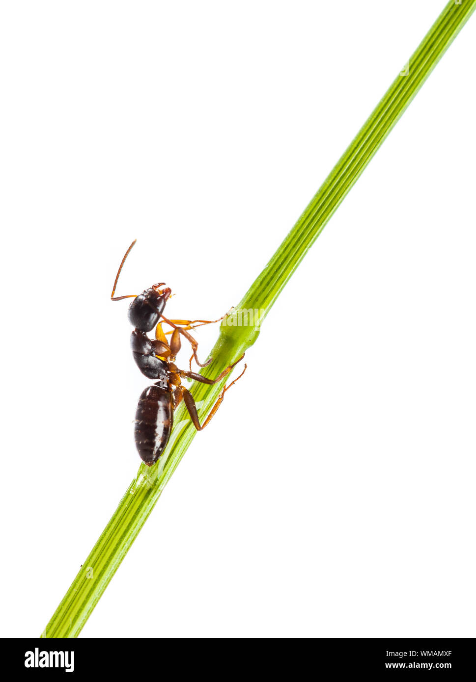 Ant running around the curved green blade of grass on a white ...