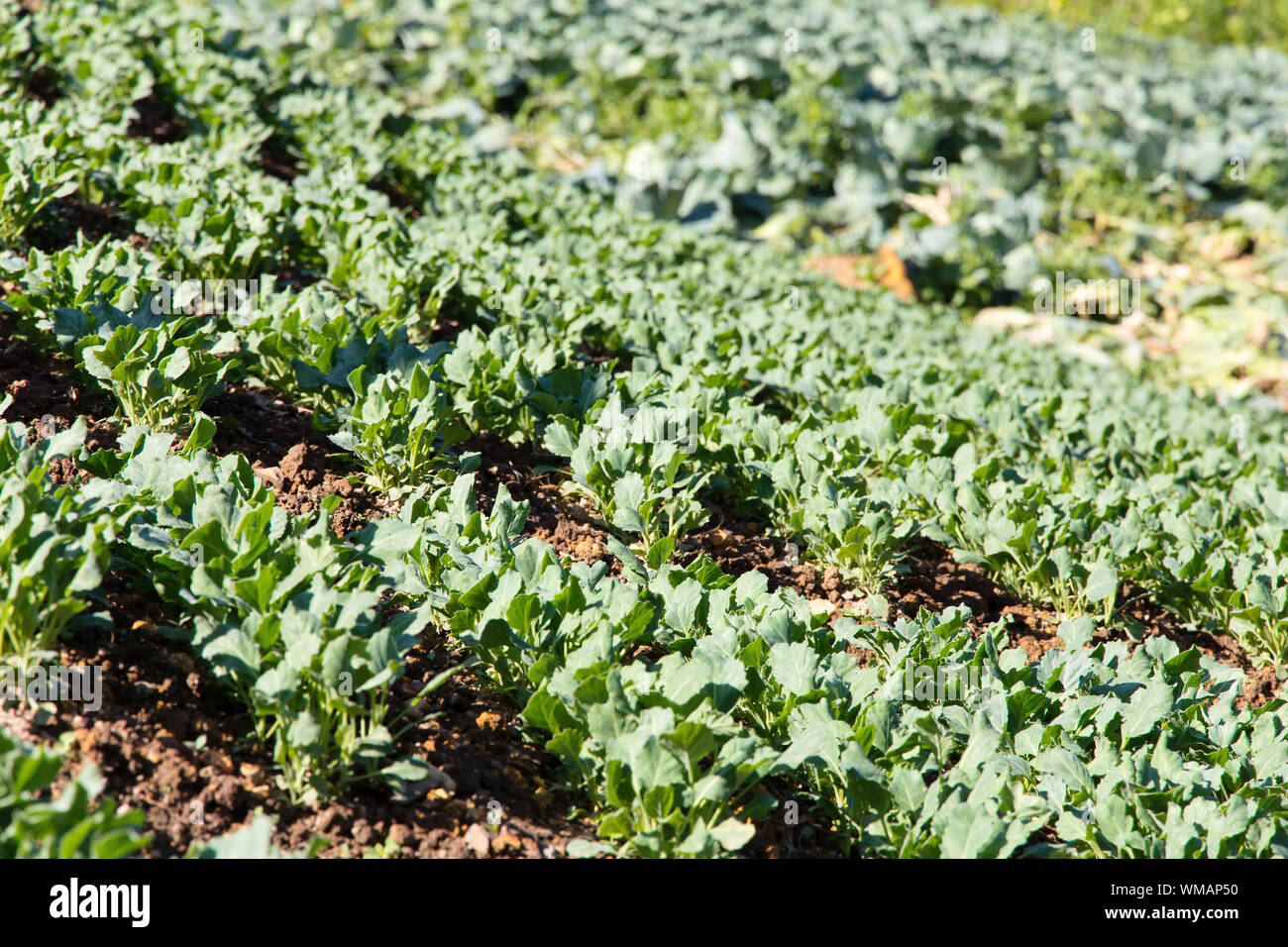 fresh chinese kale vegetable Stock Photo - Alamy
