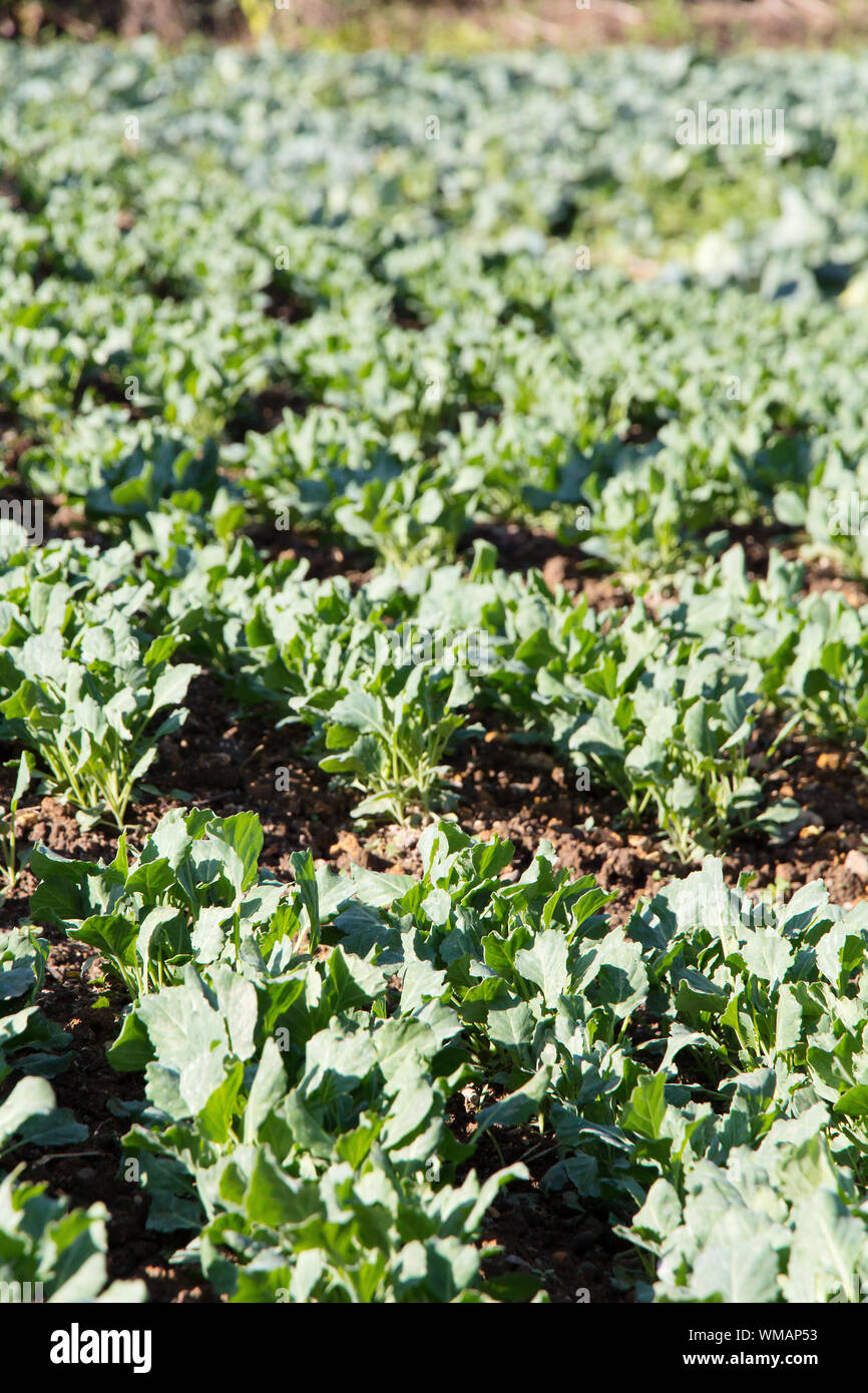 fresh chinese kale vegetable Stock Photo - Alamy