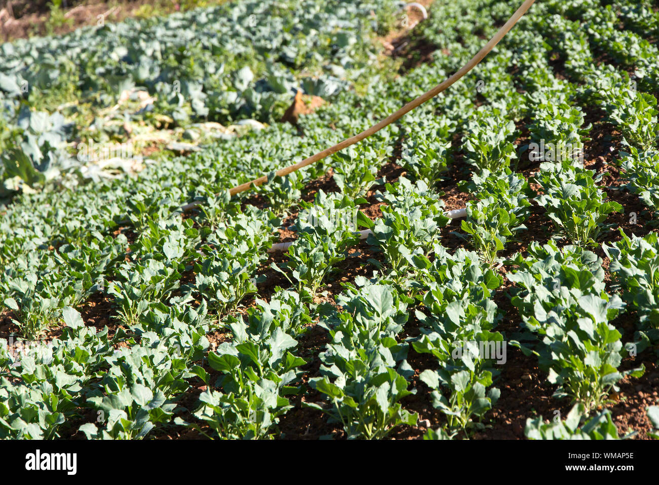fresh chinese kale vegetable Stock Photo - Alamy