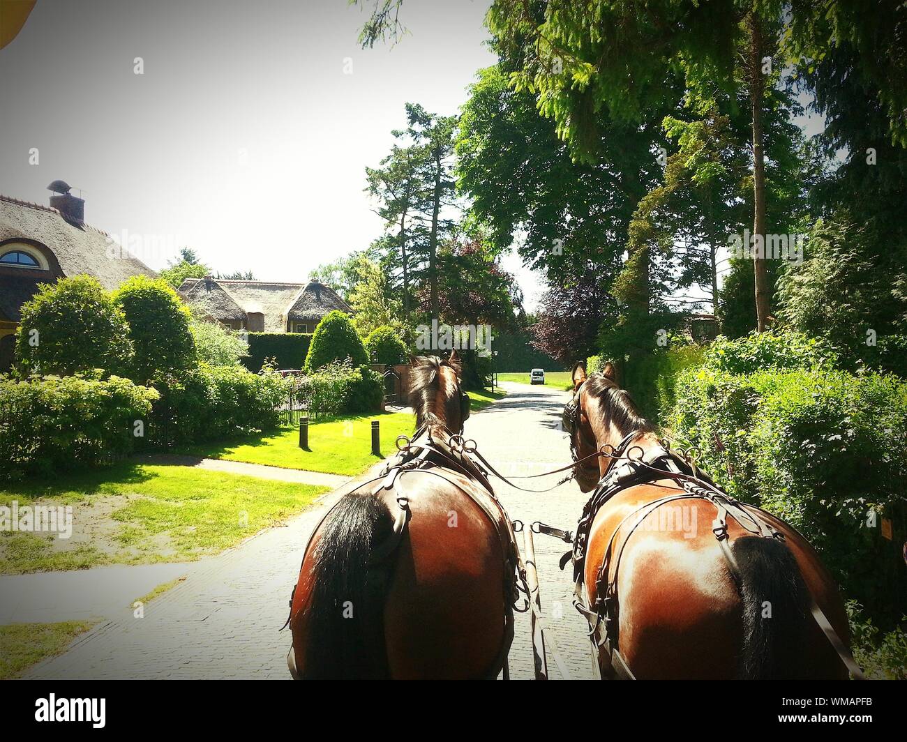 Rear View Of Horses High Resolution Stock Photography and Images - Alamy