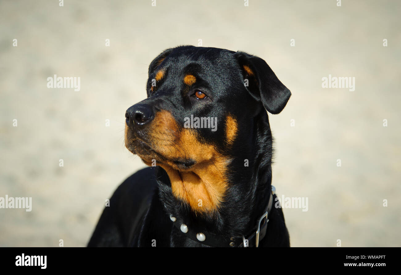 Head rottweiler hi-res stock photography and images - Alamy