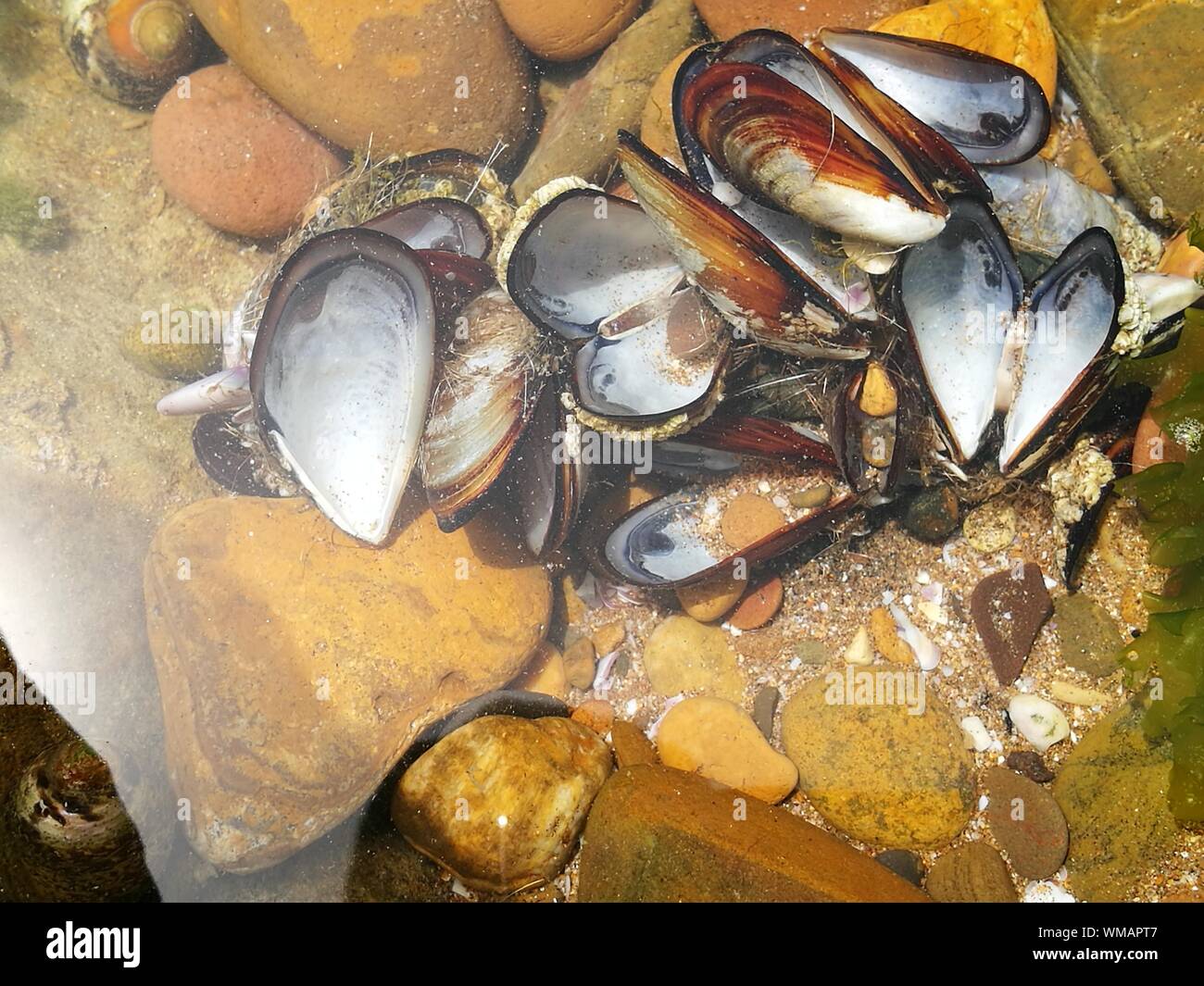 Shore clams hi-res stock photography and images - Alamy