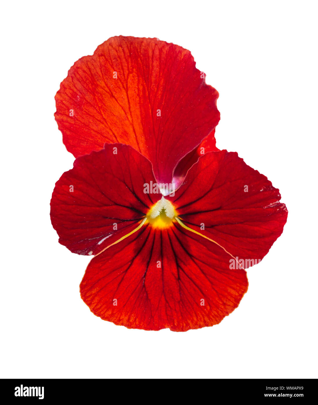Viola red Pansy Flower Isolated on White Background. Object with ...
