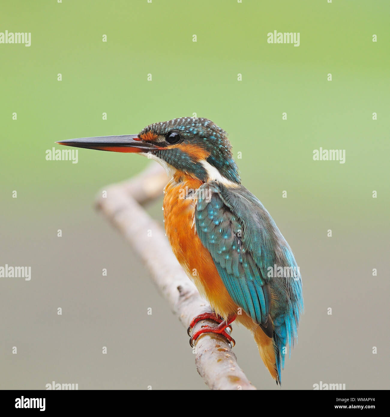 Colorful Kingfisher bird, female Common Kingfisher (Alcedo athis ...
