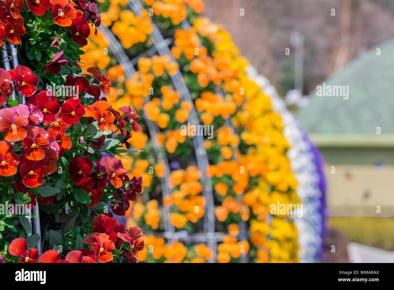 Beautiful red pansy flower in garden with copy space Stock Photo - Alamy