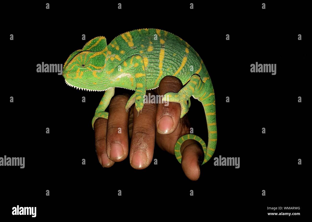 Chameleon On Hand High Resolution Stock Photography and Images - Alamy