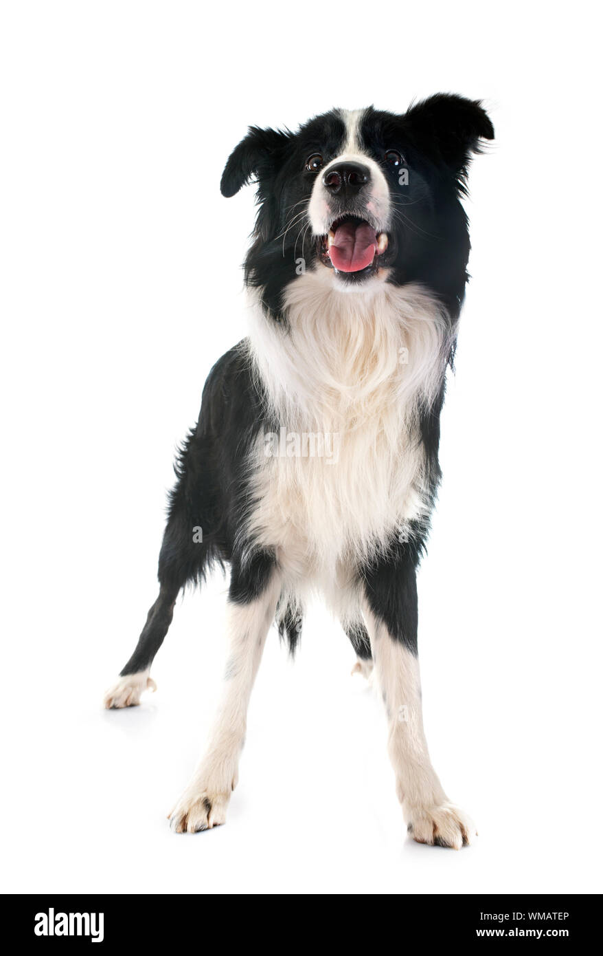 portrait of purebred border collie in front of white background Stock ...