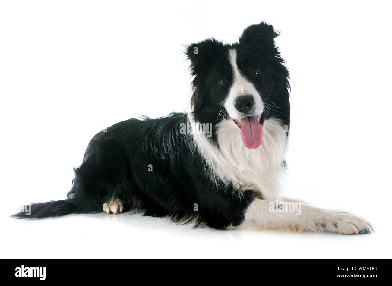 portrait of purebred border collie in front of white background Stock ...
