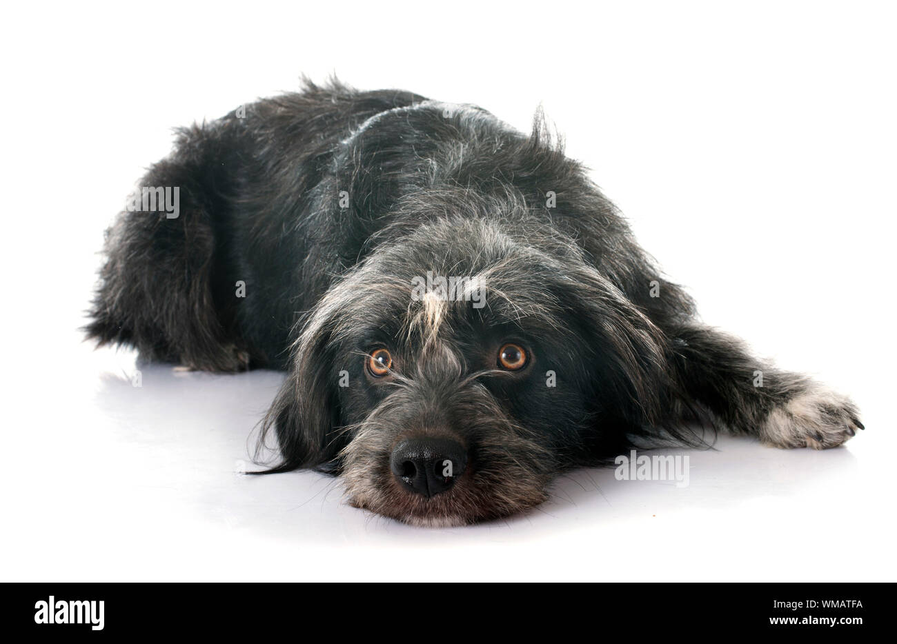 pyrenean shepherd in front of white background Stock Photo - Alamy