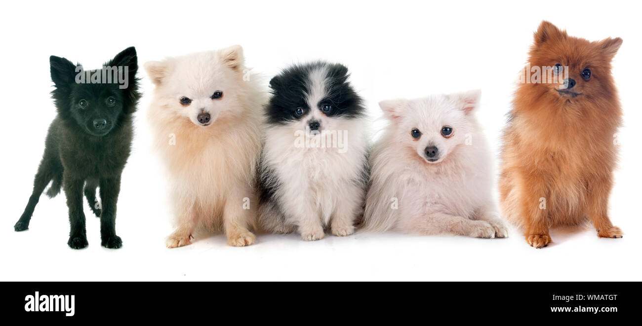 group of spitz in front of white background Stock Photo - Alamy