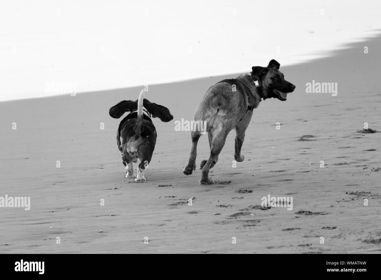 Two dogs running on the sand hi-res stock photography and images - Alamy