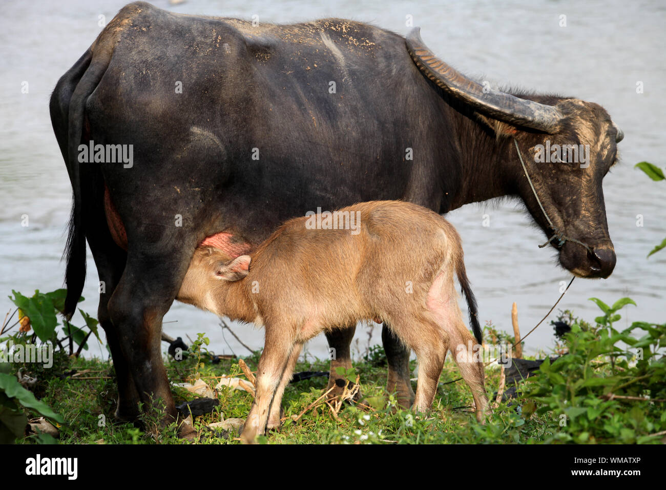 Buffalo Feeding High Resolution Stock Photography and Images - Alamy