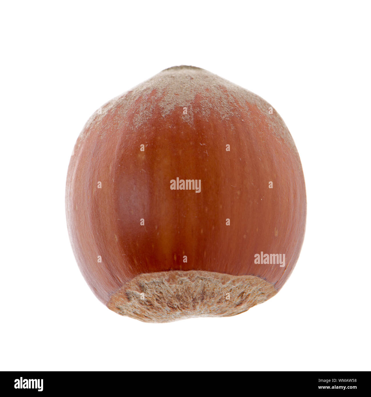 Hazelnut isolated on white background Stock Photo - Alamy
