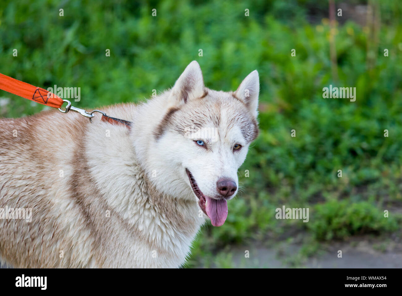 Big husky dog walking owner hi-res stock photography and images - Alamy