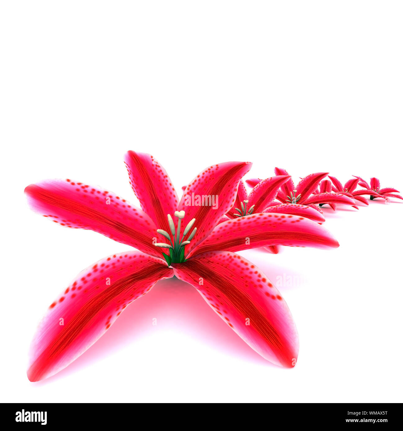 beautiful pink flower image on white background Stock Photo - Alamy