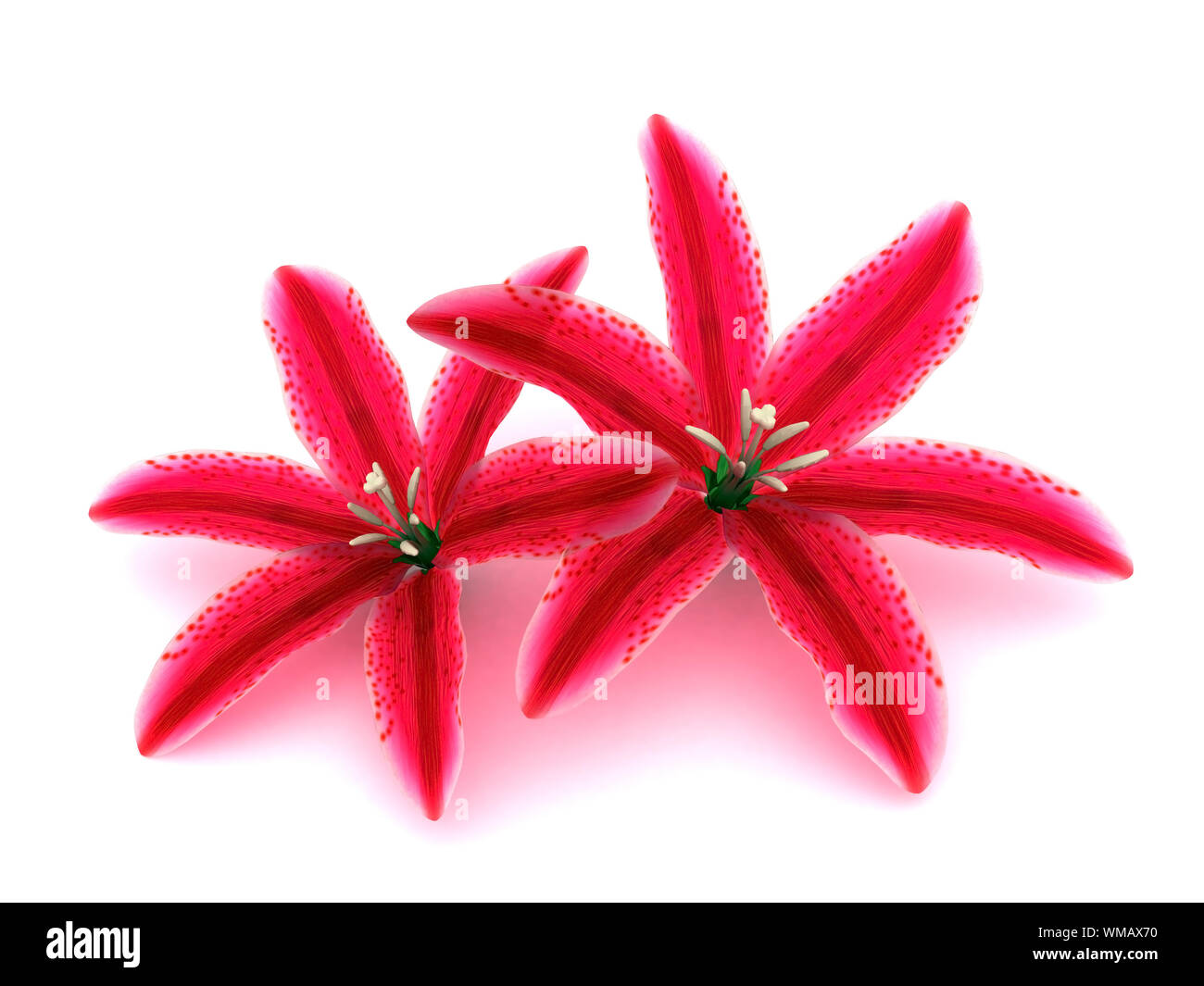 beautiful pink flower image on white background Stock Photo - Alamy