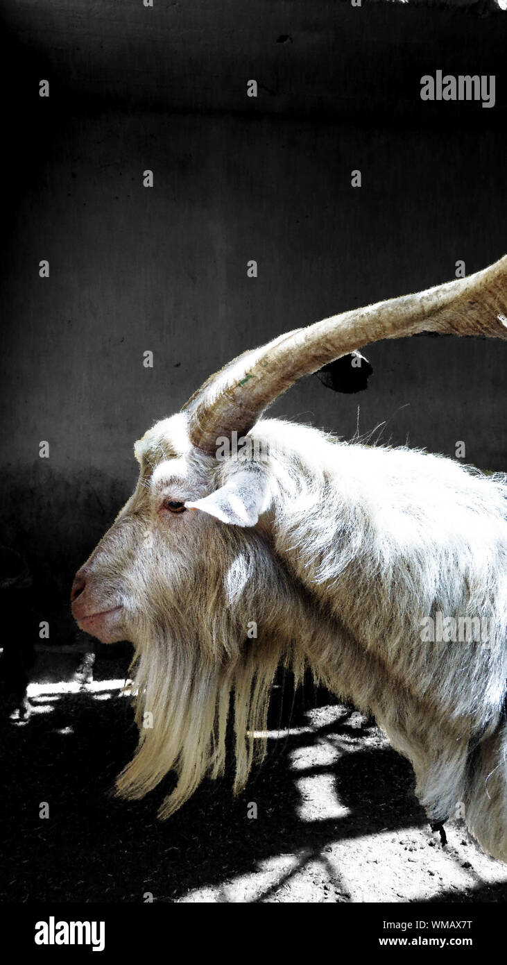 Profile goat hi-res stock photography and images - Alamy