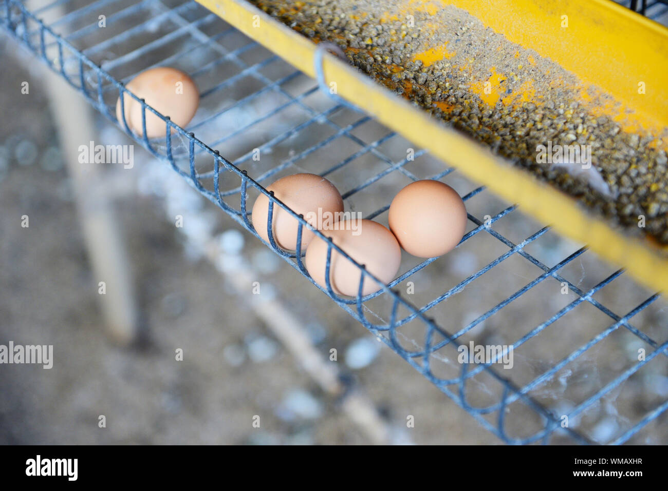 Fresh egg in chicken farming organic agriculture Stock Photo - Alamy