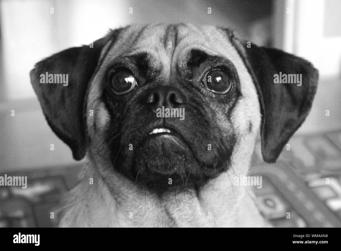 Pug nose High Resolution Stock Photography and Images - Alamy