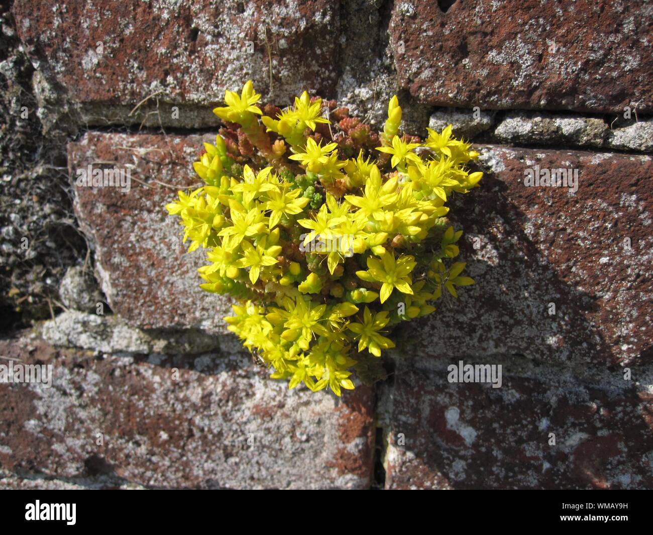 Stone Growing Flower High Resolution Stock Photography and Images - Alamy
