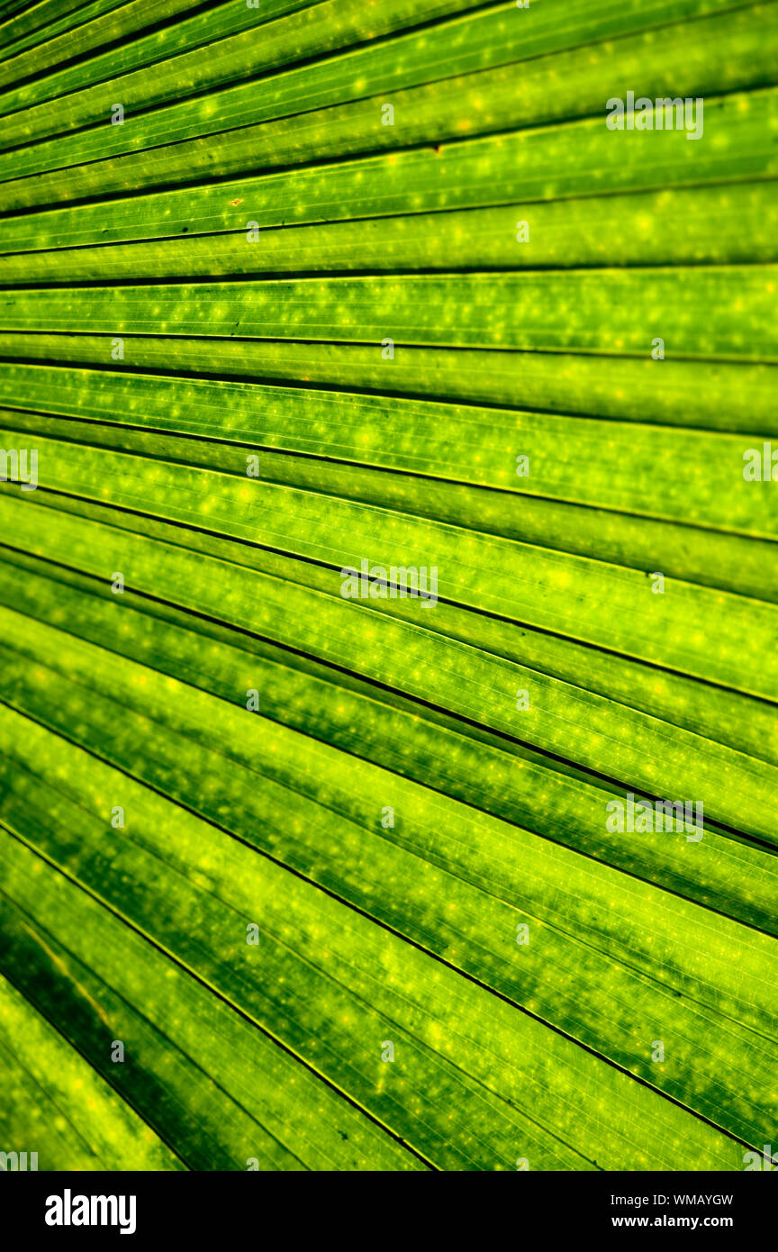 abstract palm background Stock Photo - Alamy