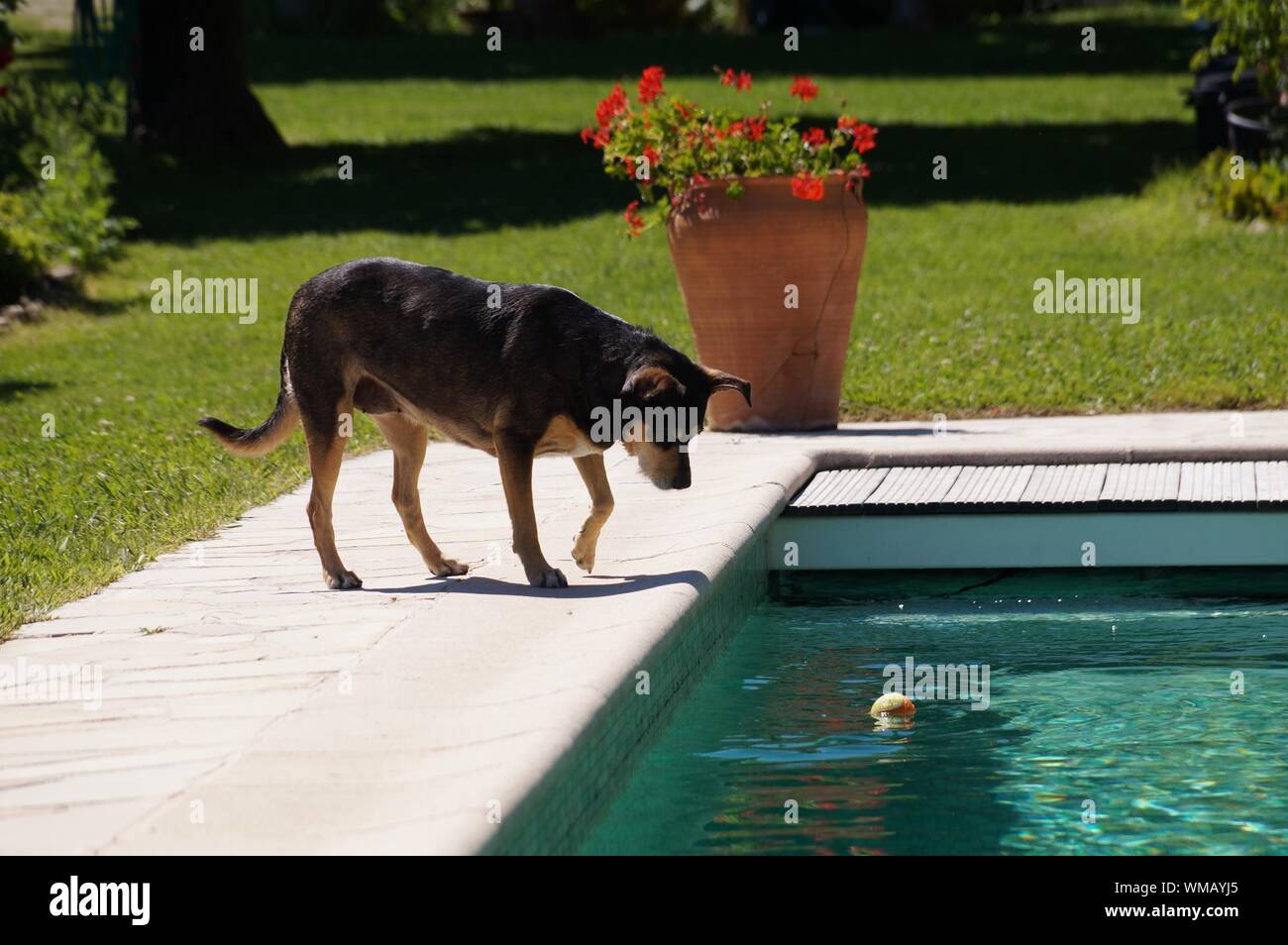 Dog swimming pool hi-res stock photography and images - Alamy