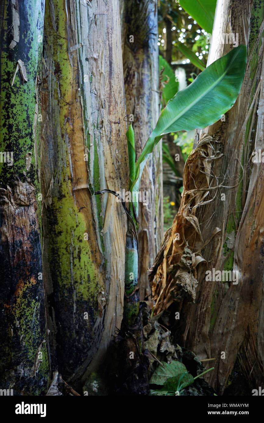 Banana tree trunk hi-res stock photography and images - Alamy