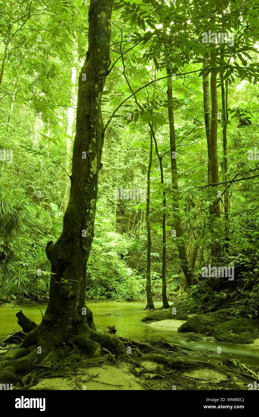 green forest and river Stock Photo - Alamy
