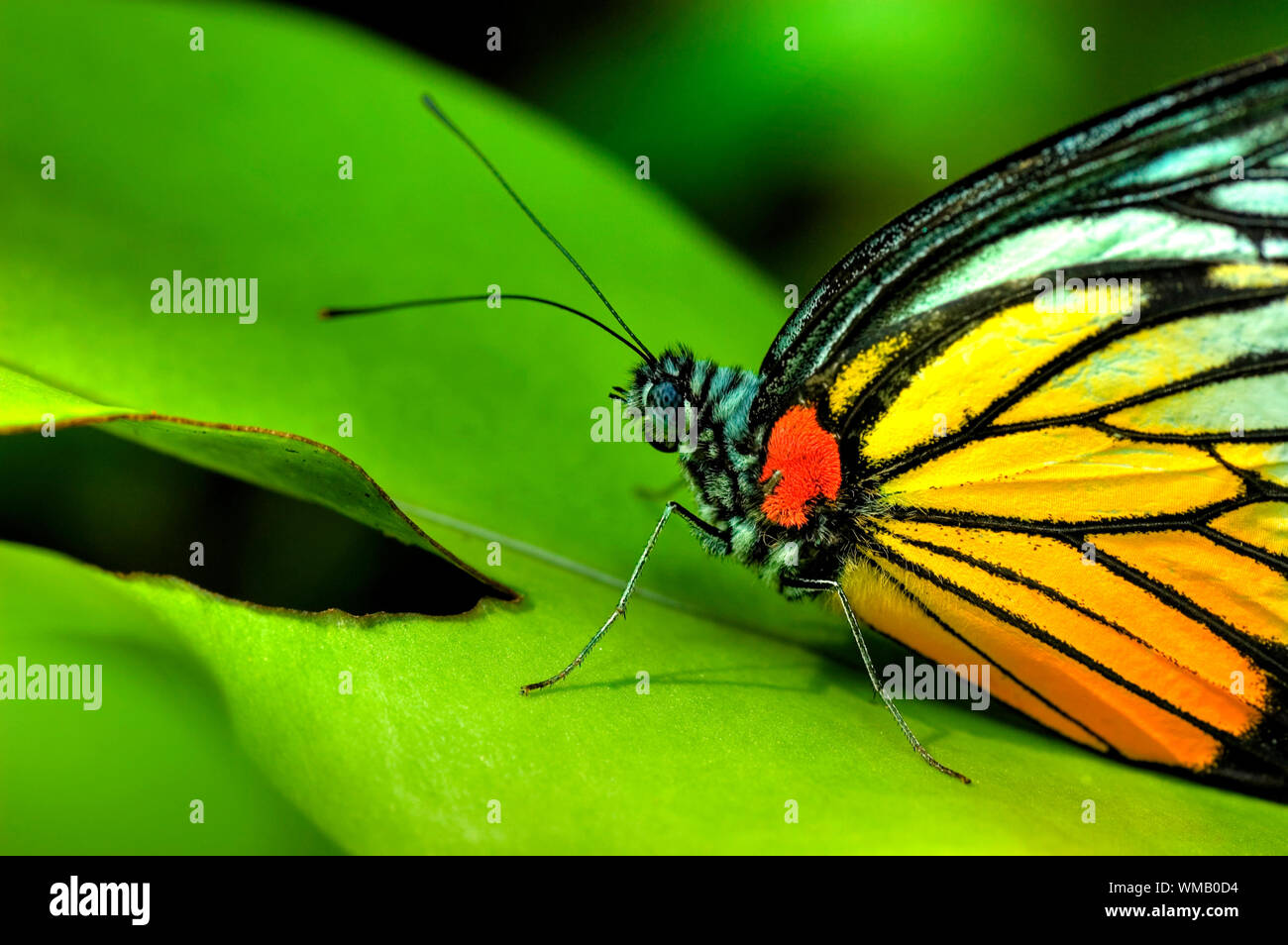 butterfly on a leaf Stock Photo - Alamy