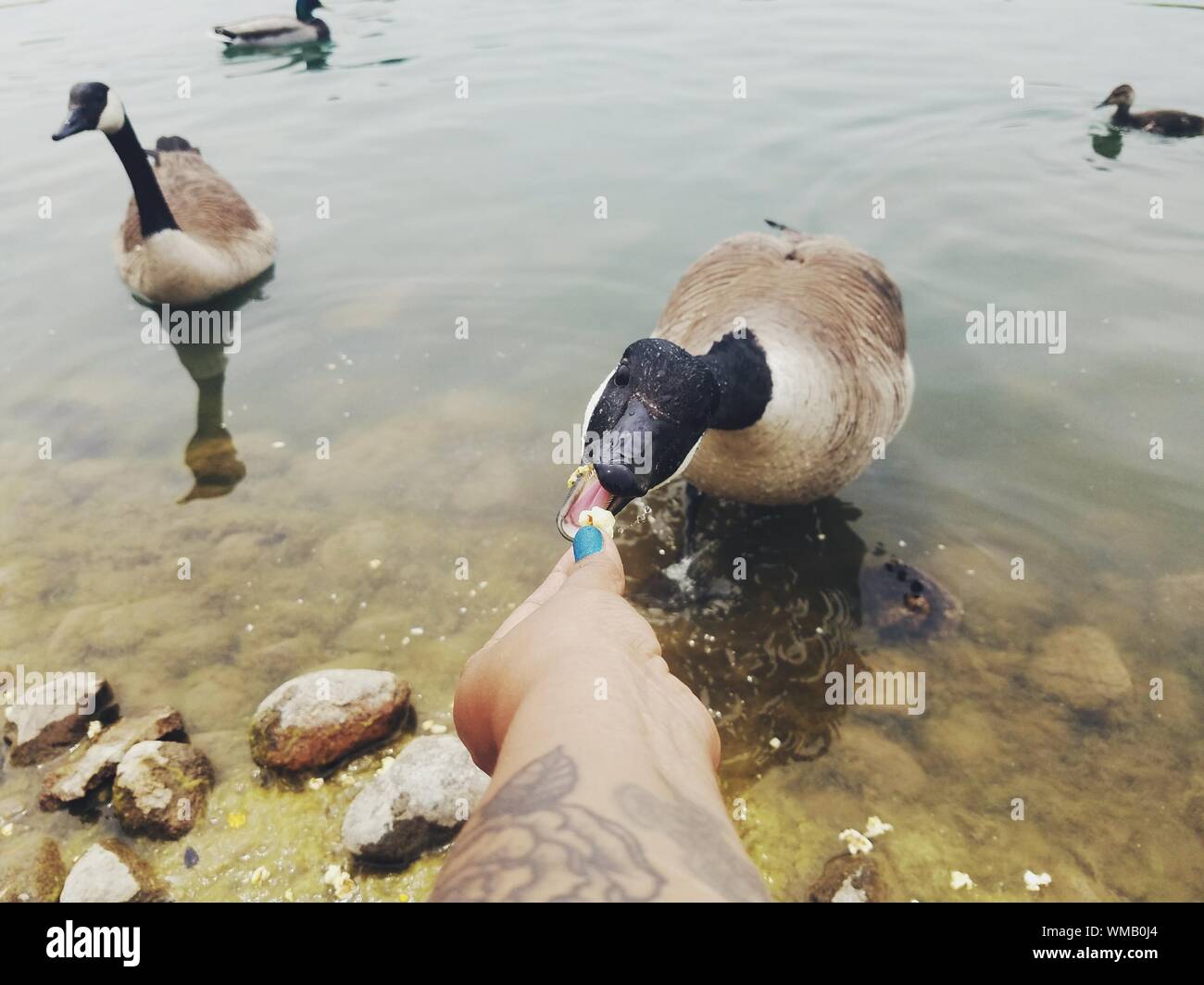 Human duck hi-res stock photography and images - Alamy