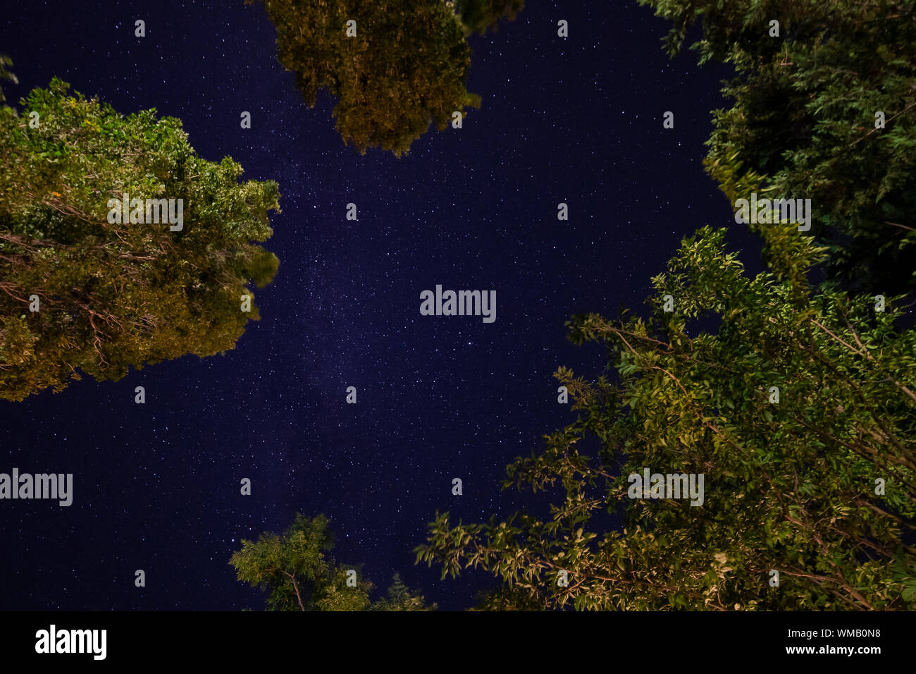 Overhead night sky with bright shining stars, surrounded by trees ...