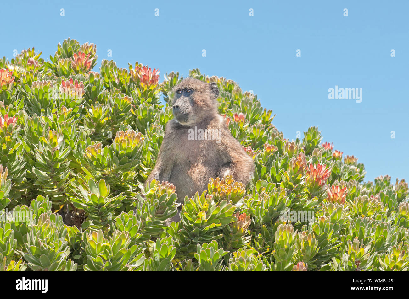 Chacma baboon (Papio ursinus), also known as the Cape baboon, in a ...