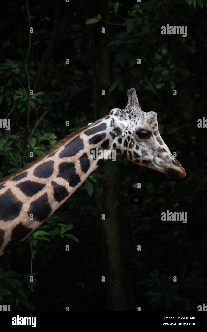 Side view of giraffe hi-res stock photography and images - Alamy